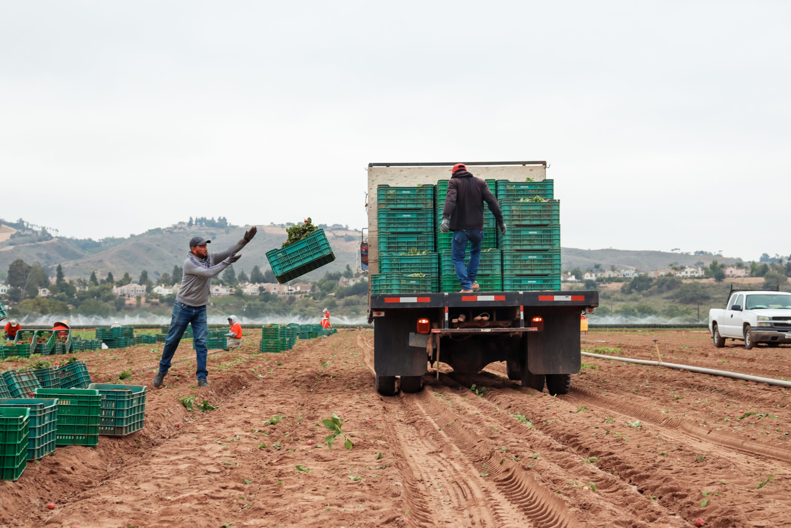 Demand Federal Overtime Pay for Farm Workers • UFW Foundation
